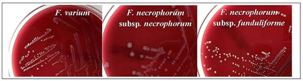 New discovery: Fusobacterium varium in liver abscesses of beef cattle